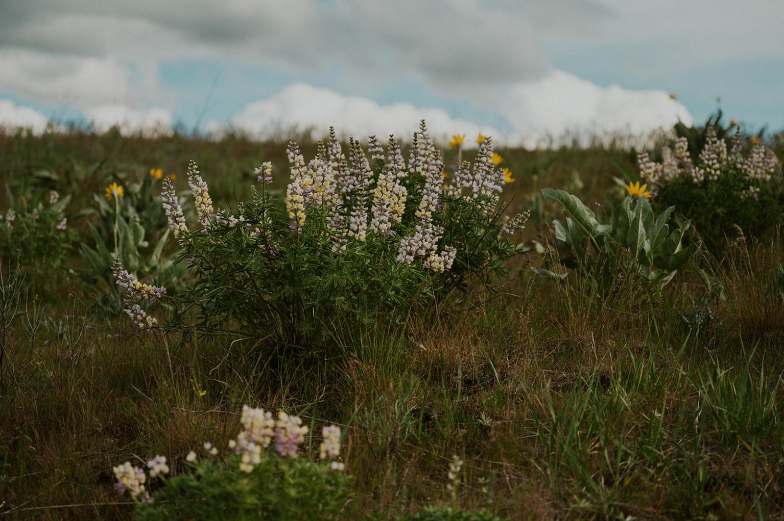 Idaho Wildflower Family Photos - maggie grace photography